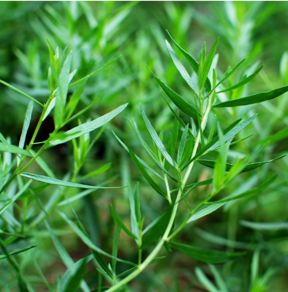 Tarragon (Artemisia dracunculus ) Essential Oil | Denise Brown – Denise ...